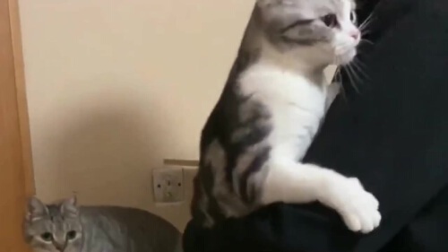 一只会撒娇的猫咪,一回家,就抱着主人的胳膊不放!