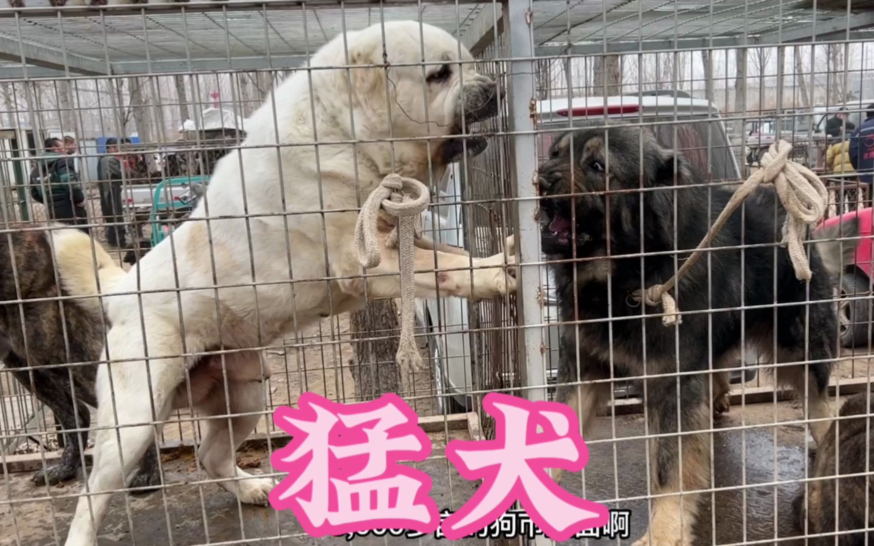 这狗被称为“草原之王”野狼的克星,藏獒都是小弟,打架真不要命
