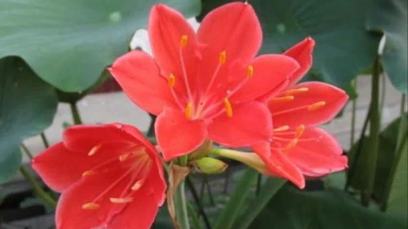 藏红花的功效和作用以及藏红花泡花茶喝的方