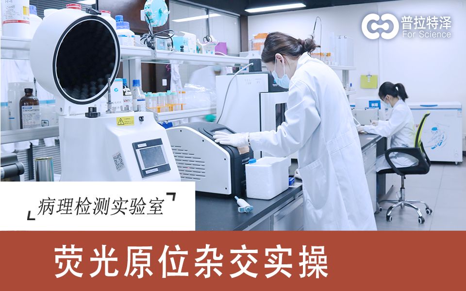 RNA荧光原位杂交步骤【fish实操】