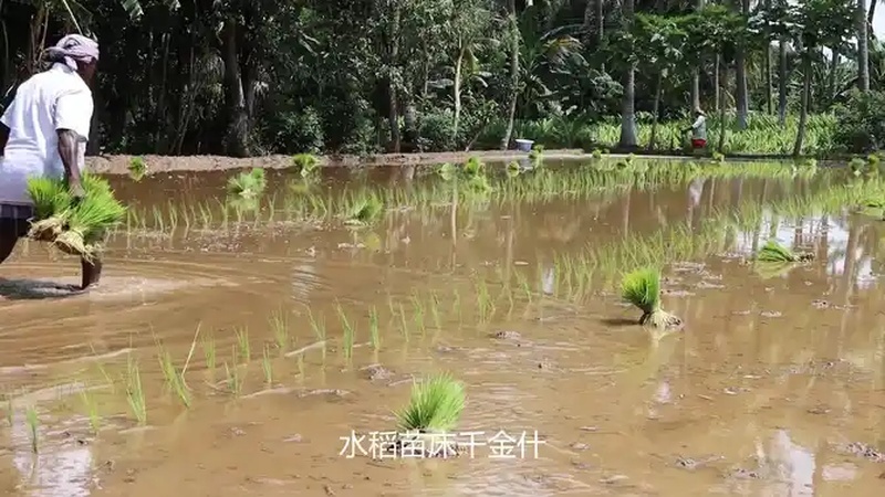 水稻苗床千金什么时候打最合适