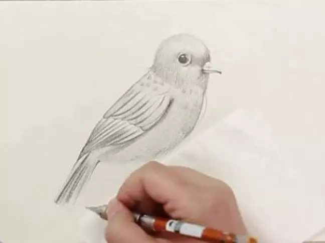 007简单也美丽-素描小动物的表现手法(二)