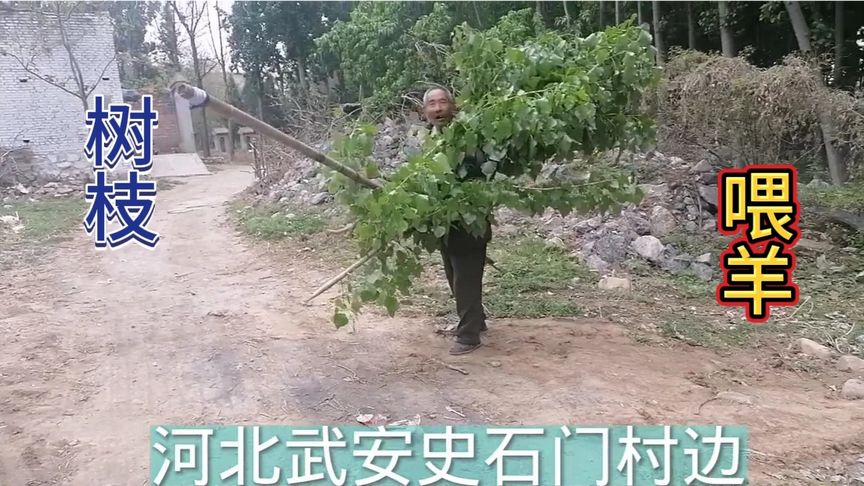 多余的树枝砍下来喂羊,不错,但是不能砍伐树的主干