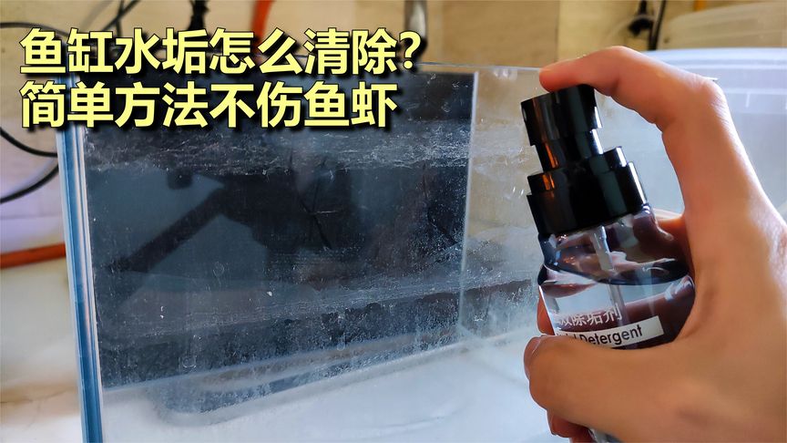 鱼缸玻璃上的水垢怎么清除?教你这个便宜又不伤鱼虾的方法!