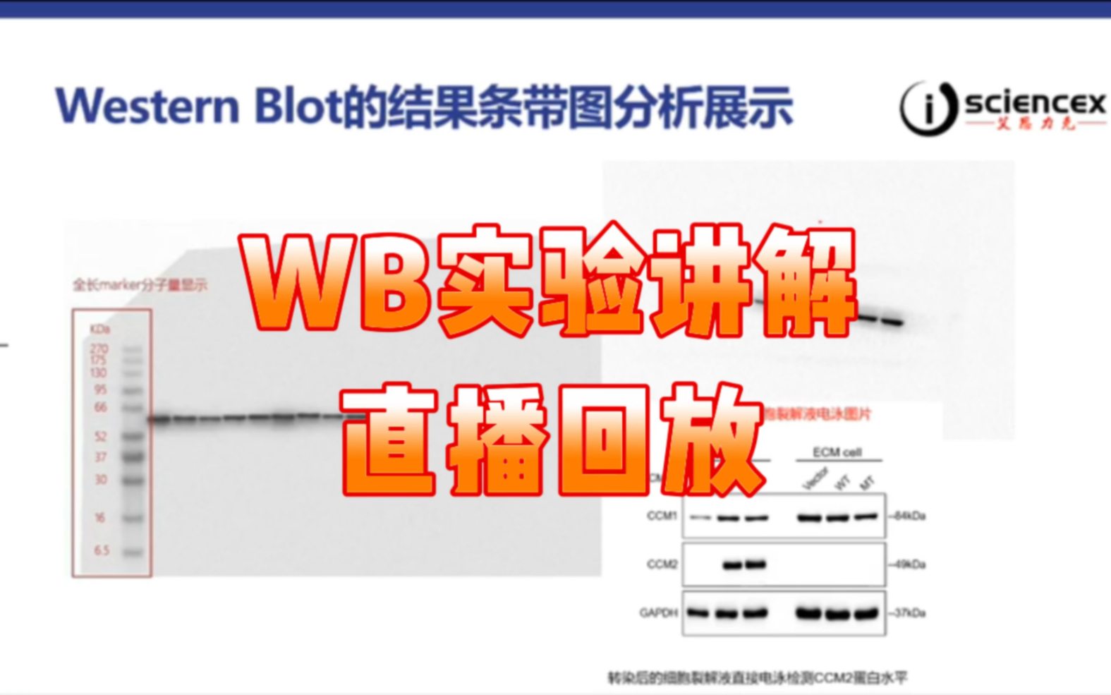 WB实验原理,WB实验步骤以及结果分析,本视频为直播回放视频,每周六...