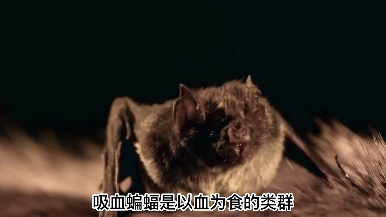 100 世界上最可怕的九种蝙蝠(2) #科普#蝙蝠