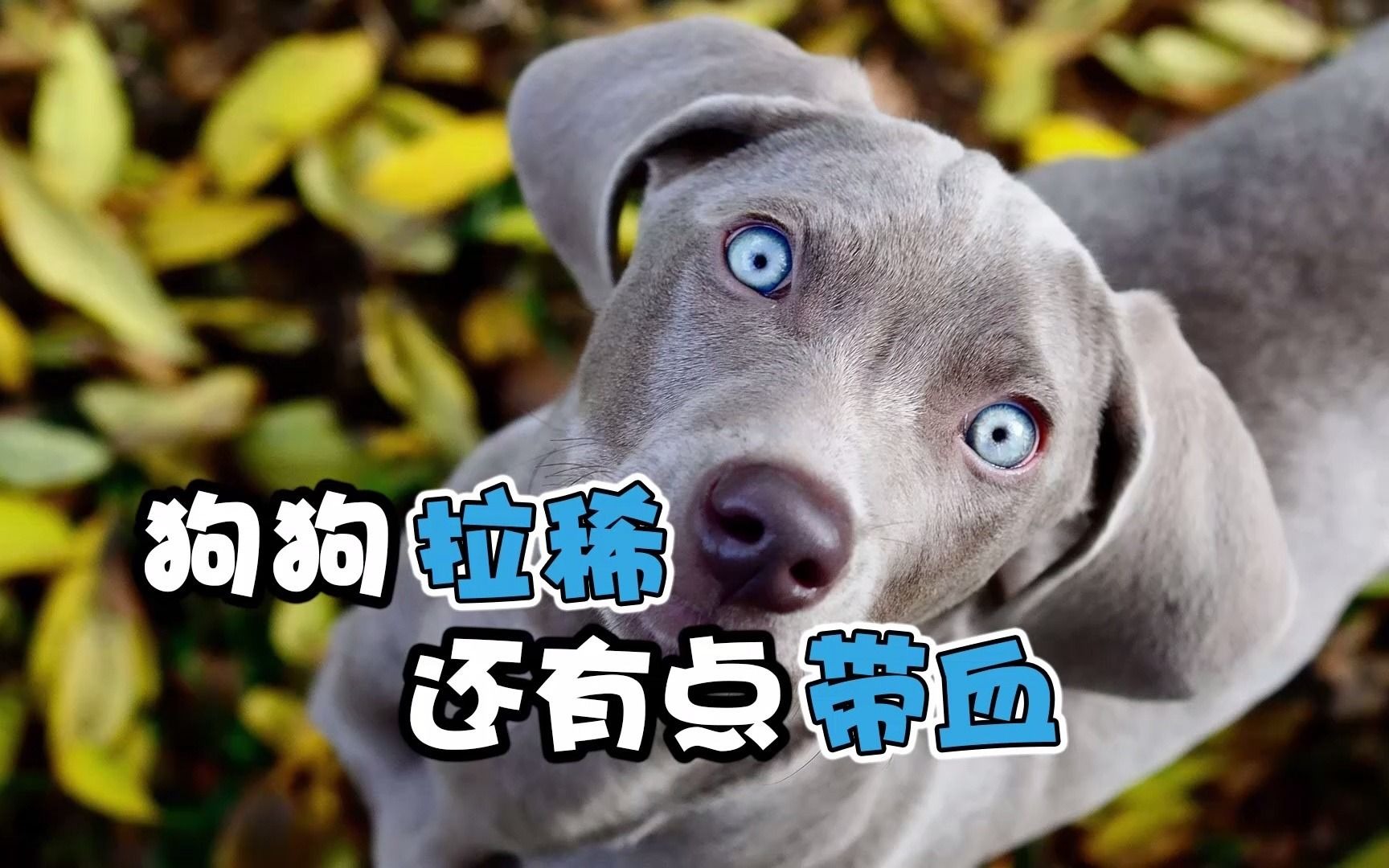 狗狗拉稀还有点带血,狗狗拉稀带血怎么办