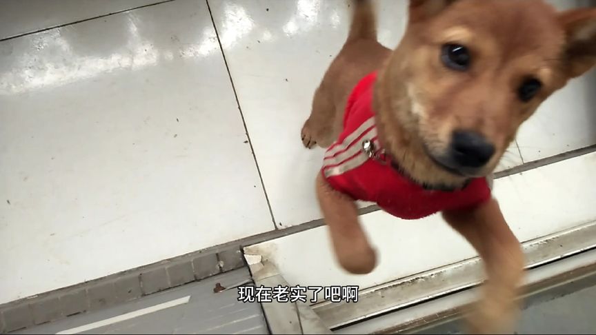 流浪狗咬了主人竟毫无悔意,既然是狗童,那么再给他一次机会
