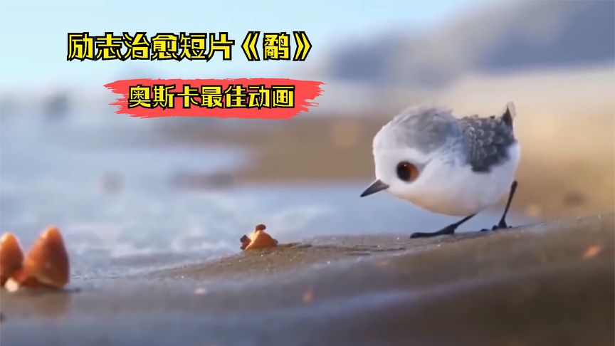 励志动画短片:极具教育意义的《鹬》成长之路,经历风雨方见彩虹