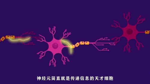 神经元:组成神经系统的天才细胞 生物 知识科普 神经细胞