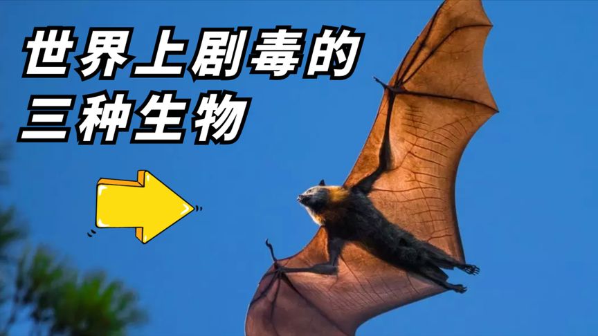 世界上剧毒的三种生物,看似美味可口,实则危机四伏