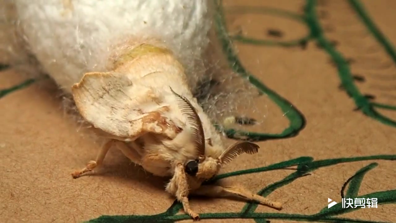 高清实拍 蚕蛾破茧而出 (经过剪接)