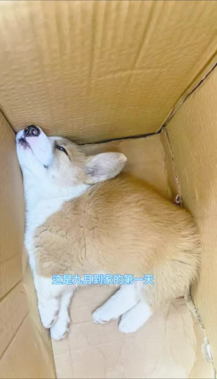 两个小可爱的正常纪录 #柯基 #小奶狗 #狗狗相册 #短腿柯基