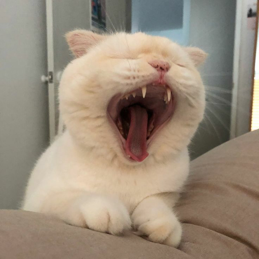 野蛮生长的陈pro 