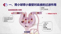 尿的形成和排出 微课mp4