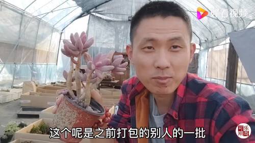 红手指多肉老桩拼盆挑战!秋天爆盆神迹即将上演?