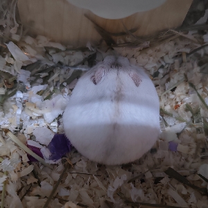 朝拾誓不弃 
