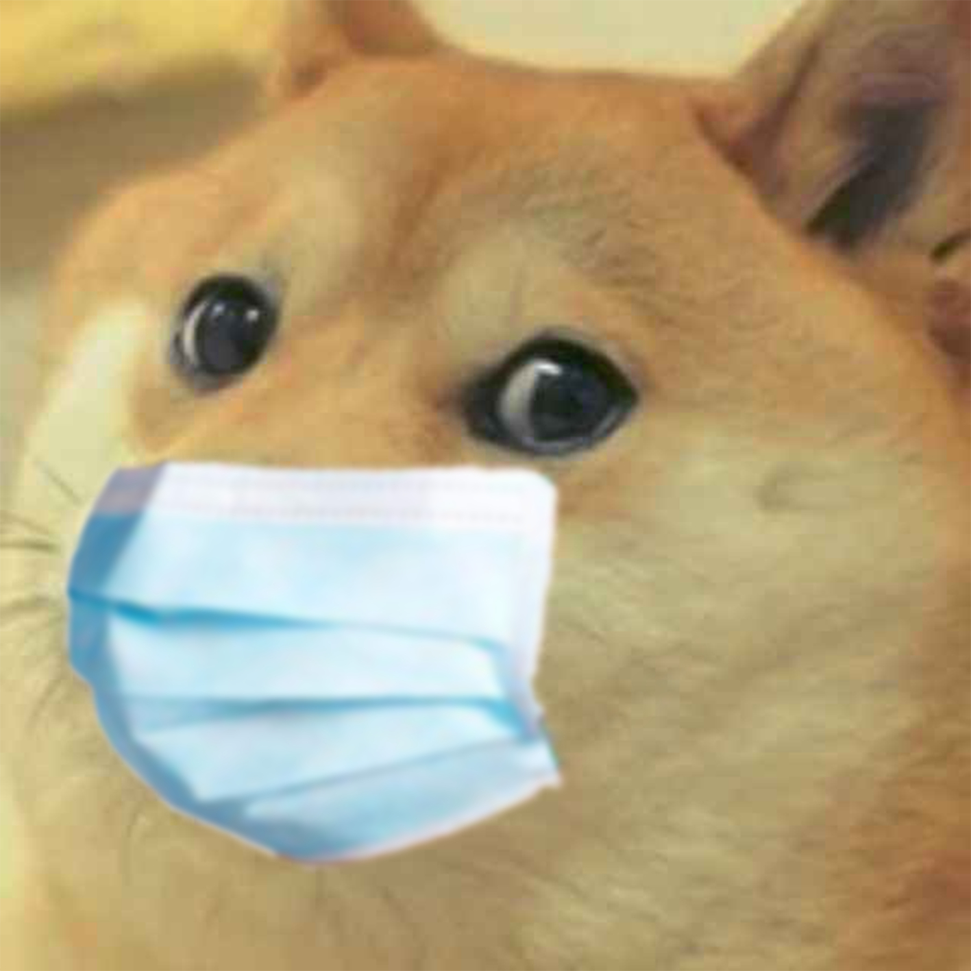 变成咸鱼的1212jg 