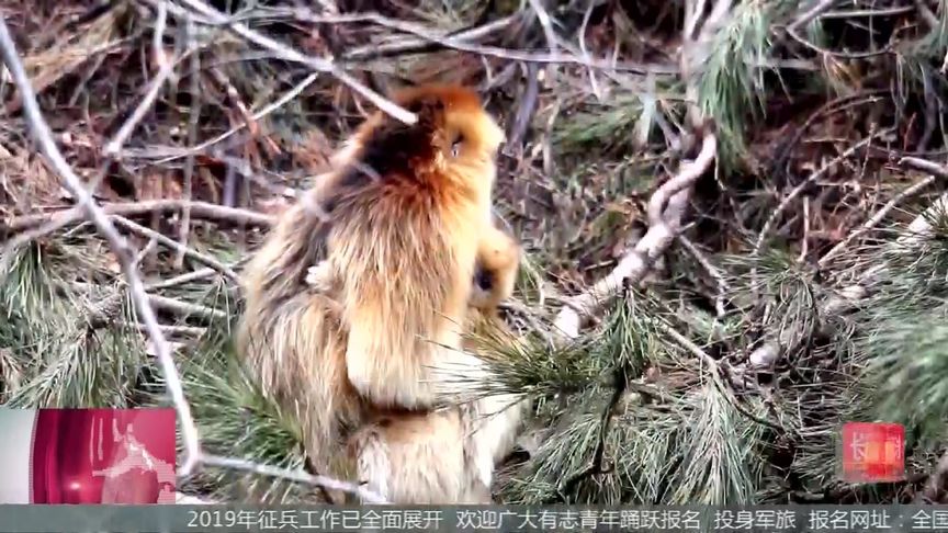 秦岭生态区保护效果显著 金丝猴种群数量增加 据统计陕西境内64群