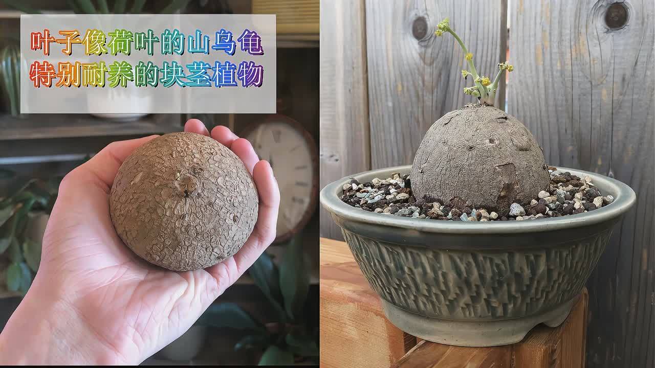 盆栽山乌龟养护指南,刚买的块茎怎么种容易生根发芽?