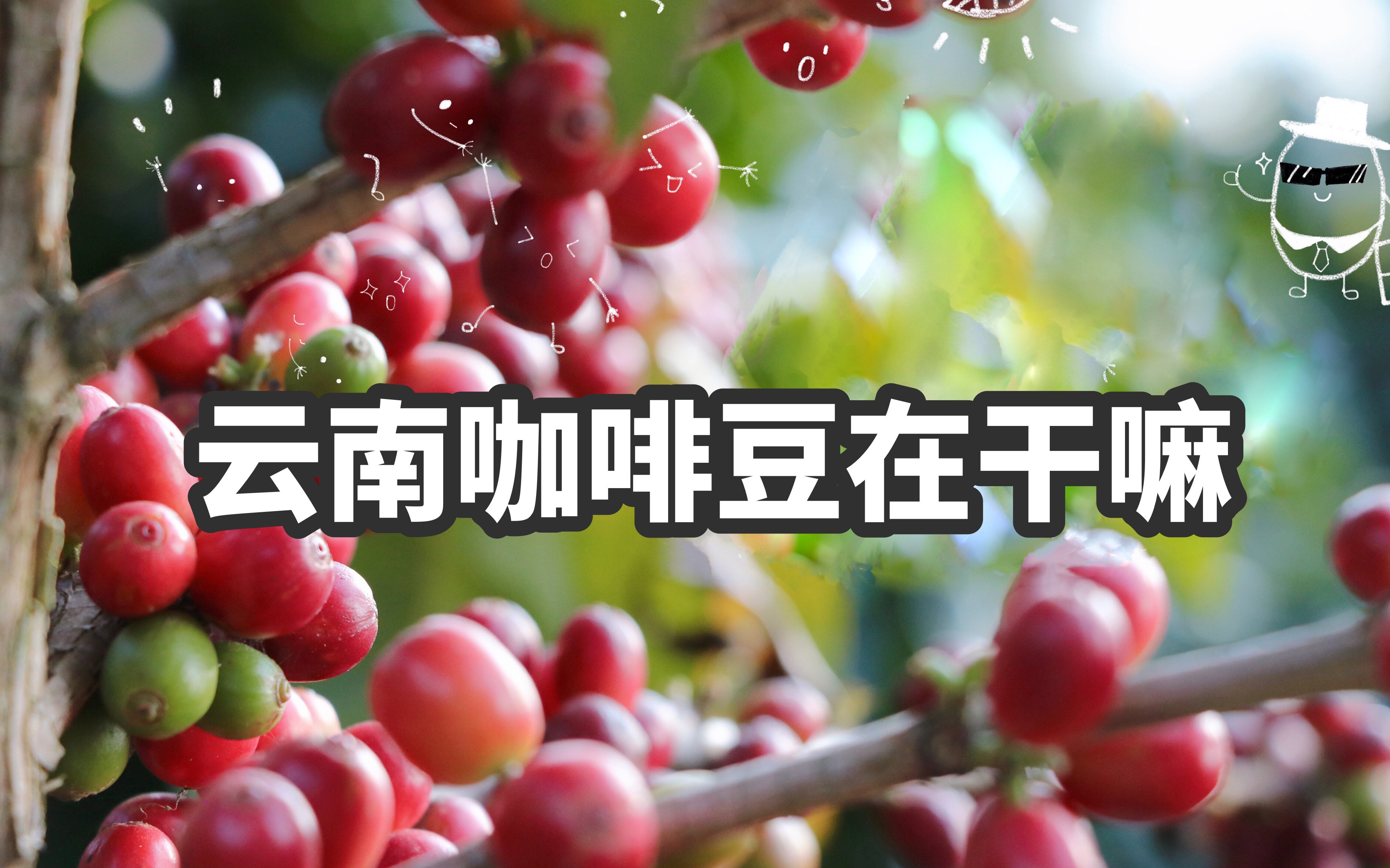 云南咖啡豆的职业生涯——水洗还是日晒 这是个问题