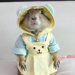 大眼睛的土拔鼠 