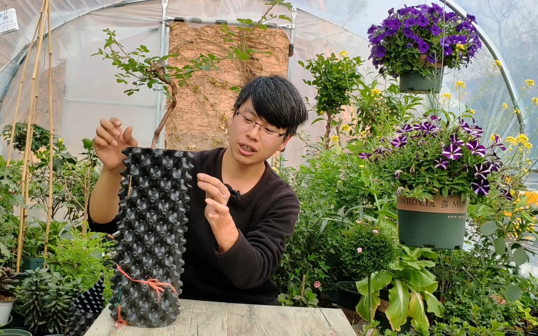 盆栽花卉用这种神器,根系不爆盆都难,还能提根月季盆景