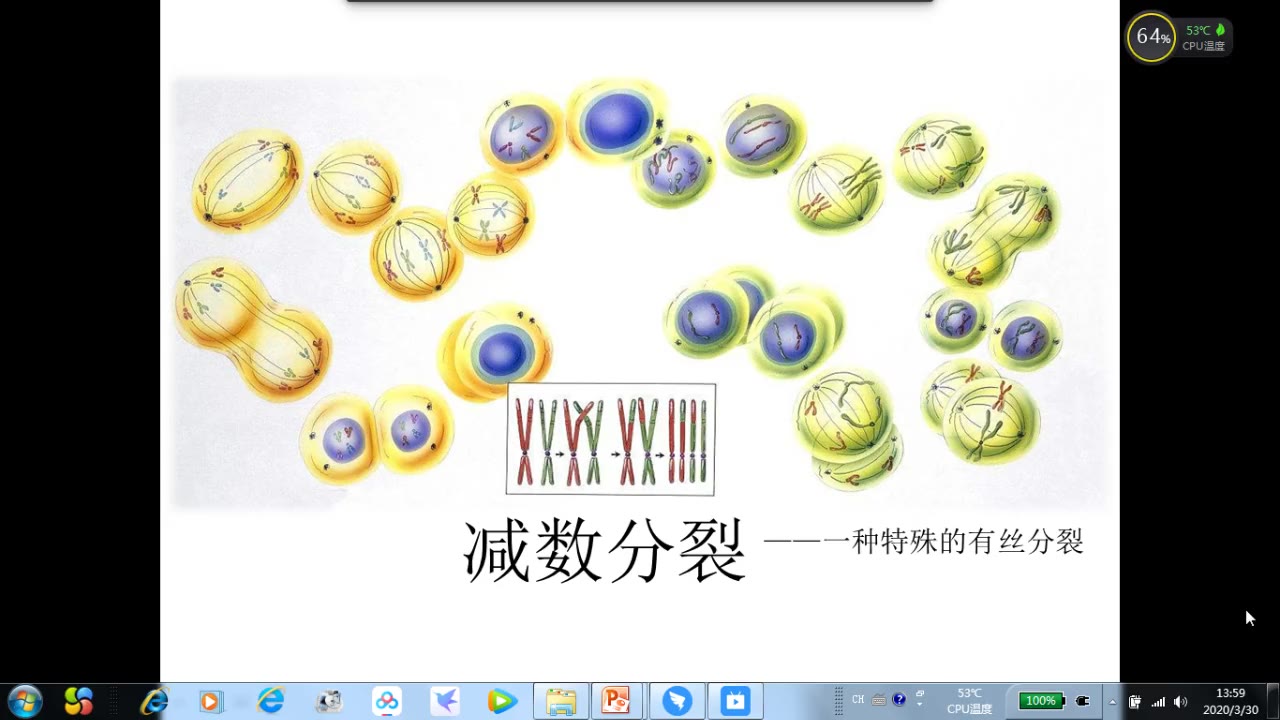 减数分裂第一课时