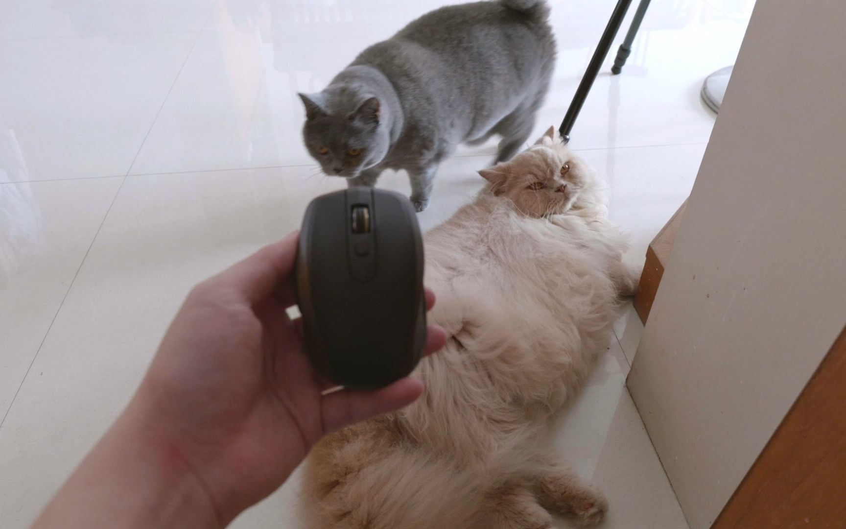 猫咪弄坏的?鼠标滚轮失灵修复 罗技Anywhere 2