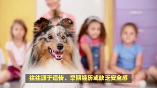 胆小宠物的行为矫正指南:如何通过安全感和规律生活培养自信