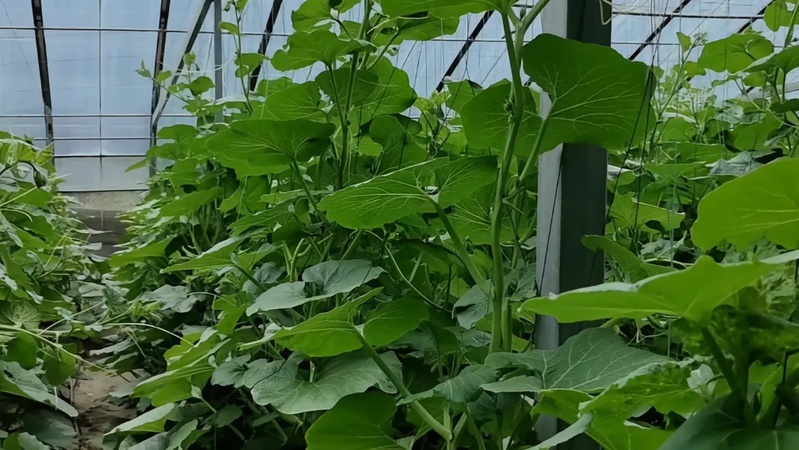 南瓜无土栽培模式,茬口安排很关键,要比土壤栽培省事