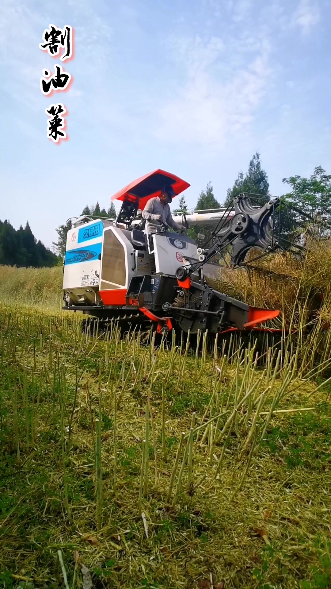 #收割机 #油菜收割 #三农 #农机人 #油菜直接收割