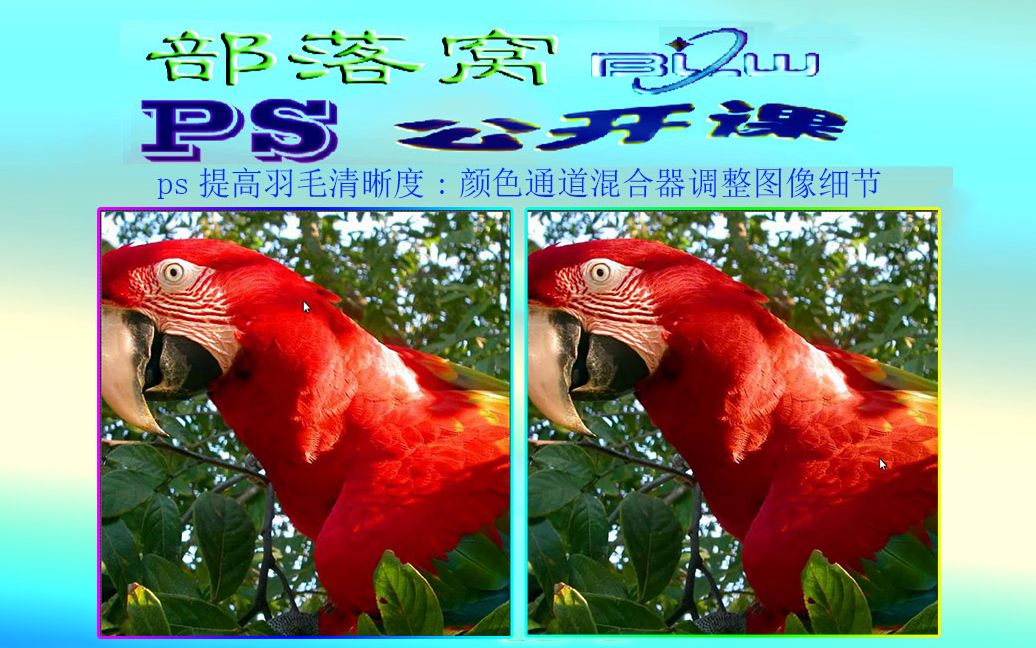 ps提高羽毛清晰度视频:颜色通道混合器调整图像细节