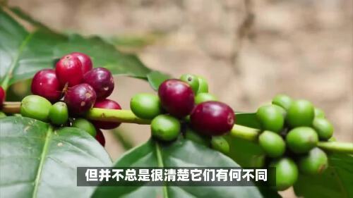 怎么识别各种咖啡树?教你一眼认出不同品种!