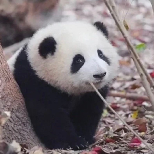 西西嘻子 