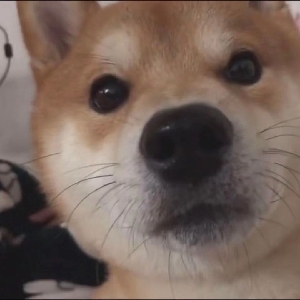 haihau- 