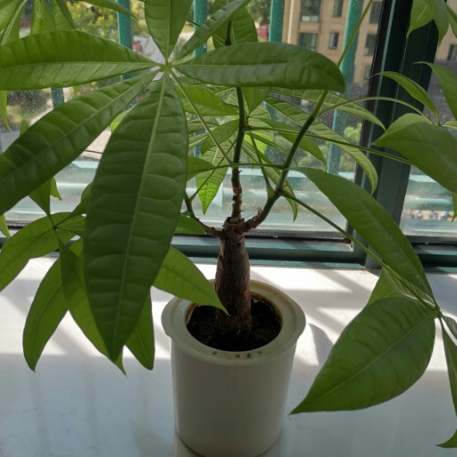 发财树栀子花招财猫 