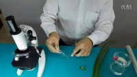 实验微视频-观察叶片下表皮气孔