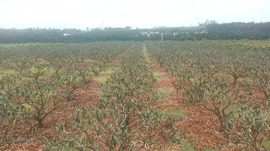 芒果卖果后及时修剪补底肥再追秋肥来年就不会出现开花少果个头小