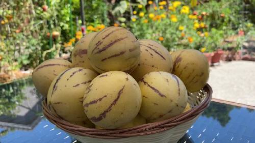 人参果真是养生宝藏?这些副作用千万要当心!