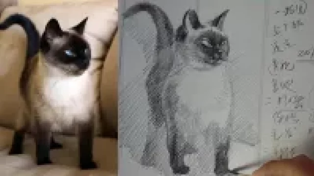 素描基础怎么学习?简单有效的掌握画形的方法,【画猫】(二)大树老师...
