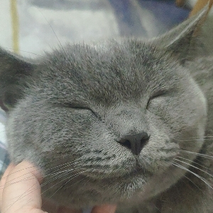爱笑的蓝球 