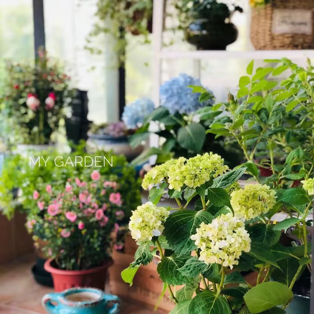 Niki的封闭阳台花园1 