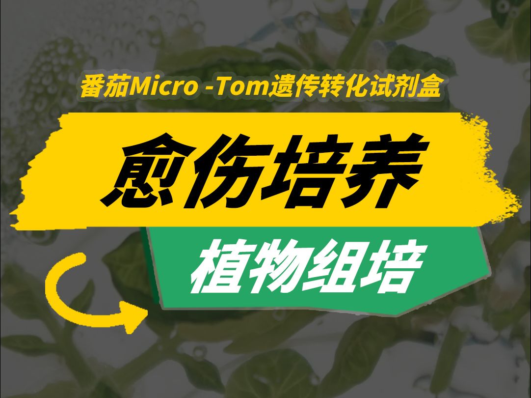 植物愈伤培养 番茄遗传转化3