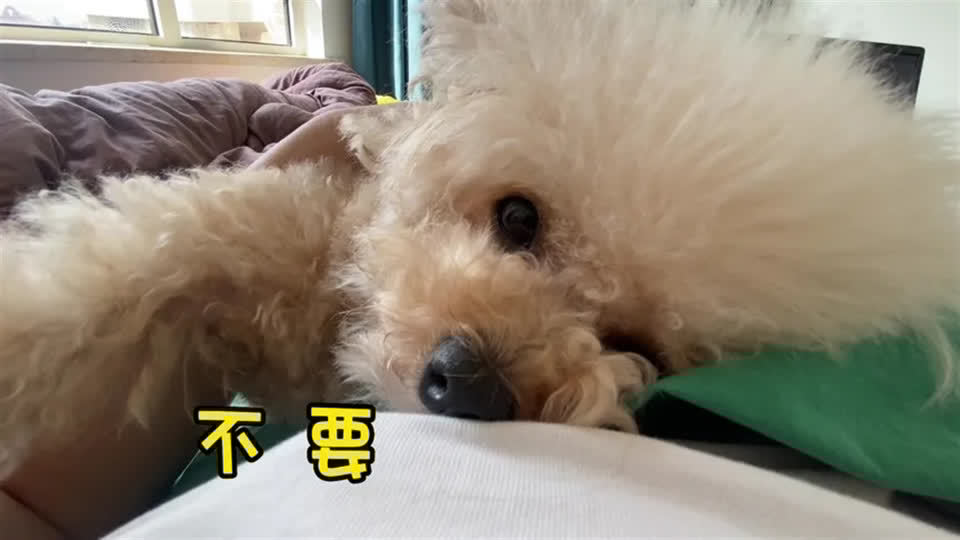 珍妮:大早上就抱个电脑,抱我不香吗?宝宝要生气啦狗狗