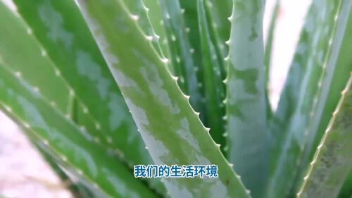 芦荟的功效你知道多少