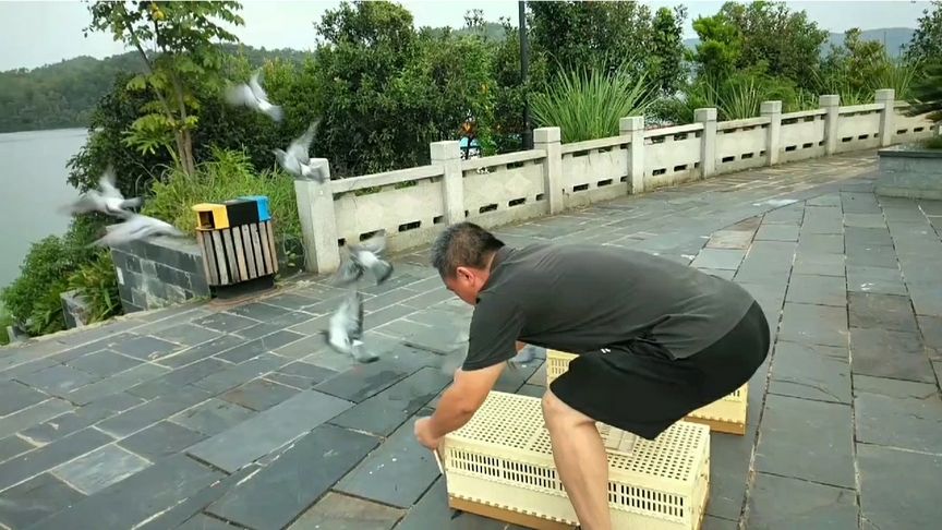 以前信鸽是用来传信,现在只是一种娱乐工具而己