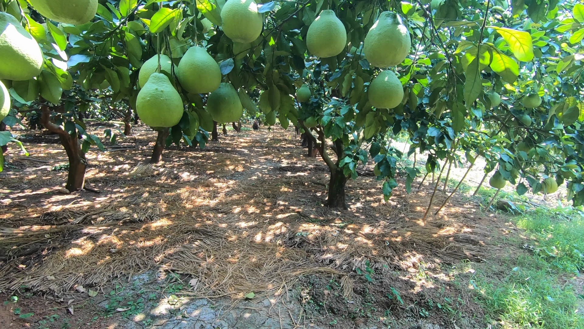 桂林徒步,大桥头村柚子林