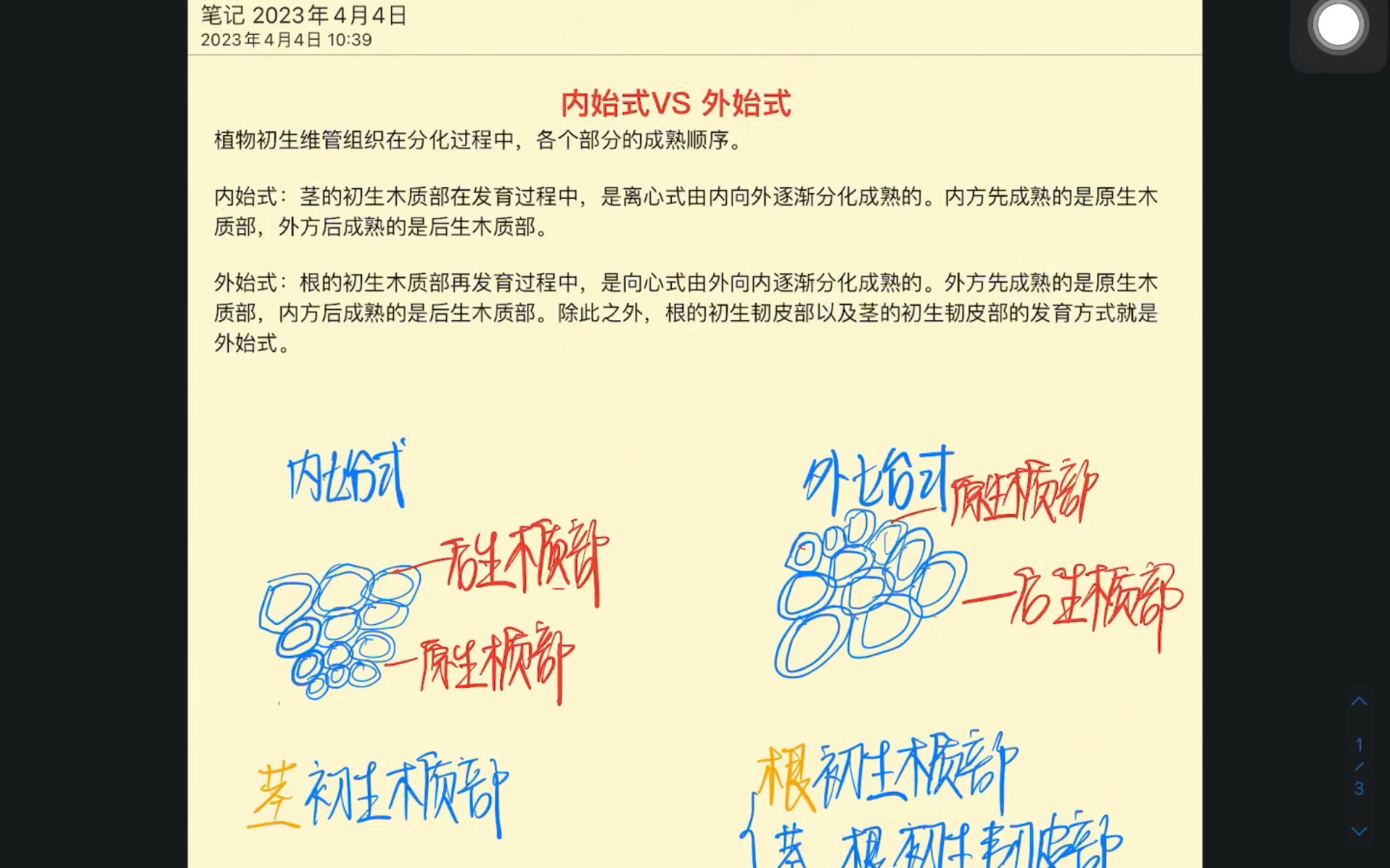 植物学名词解释|内始式VS外始式