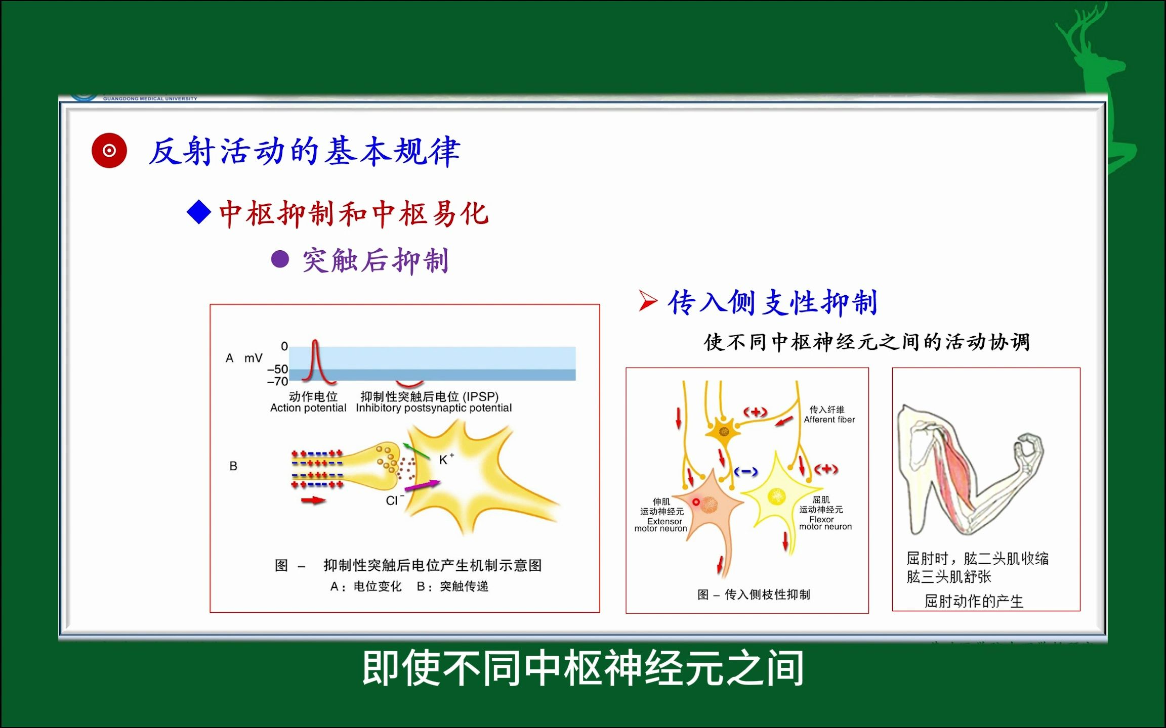 #中枢抑制和中枢易化#神经系统的功能#人体生理学#医学知识科普#...
